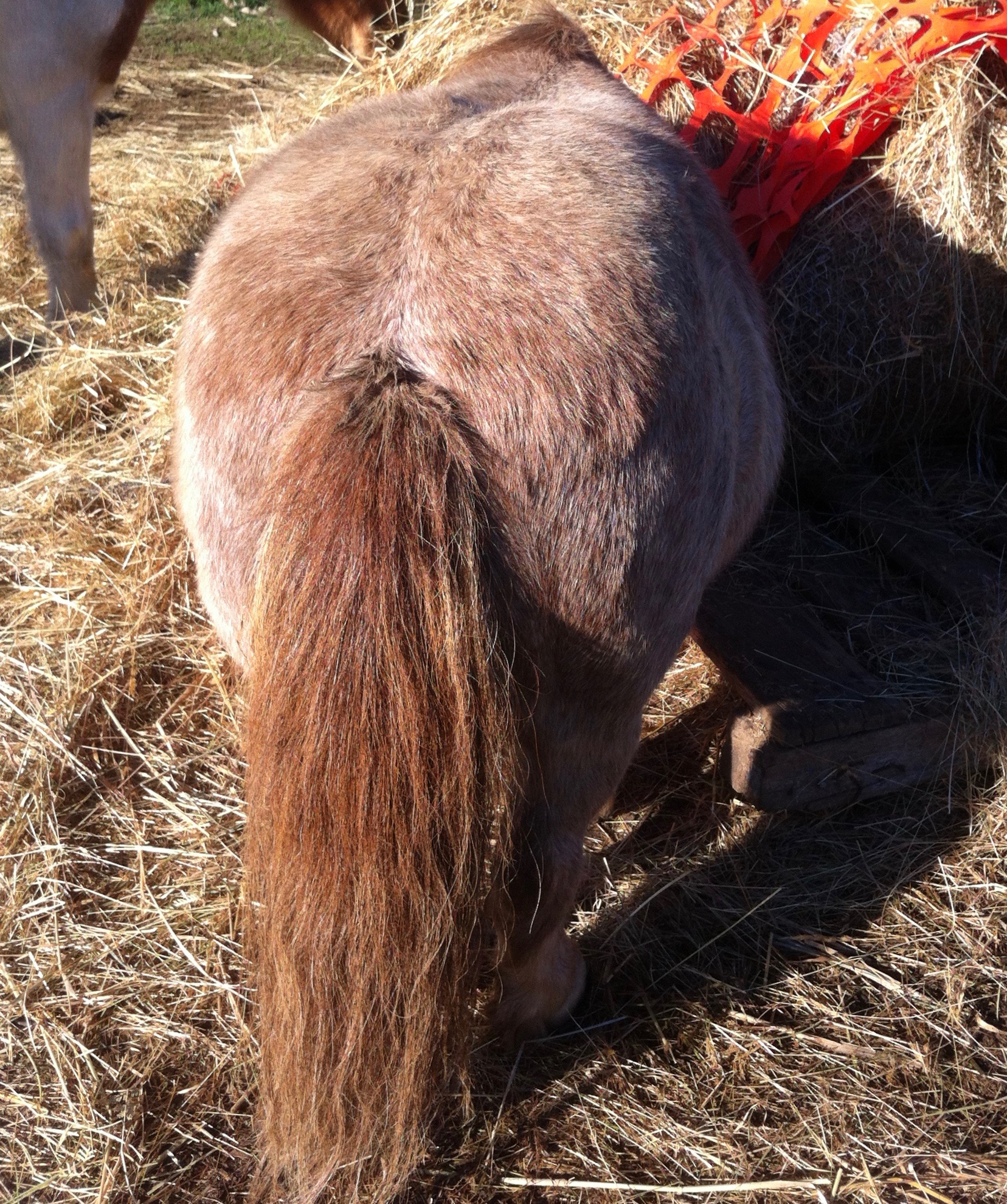 Miniature Party Pony Shares Yoga Secrets - Melbourne's Pony Parties