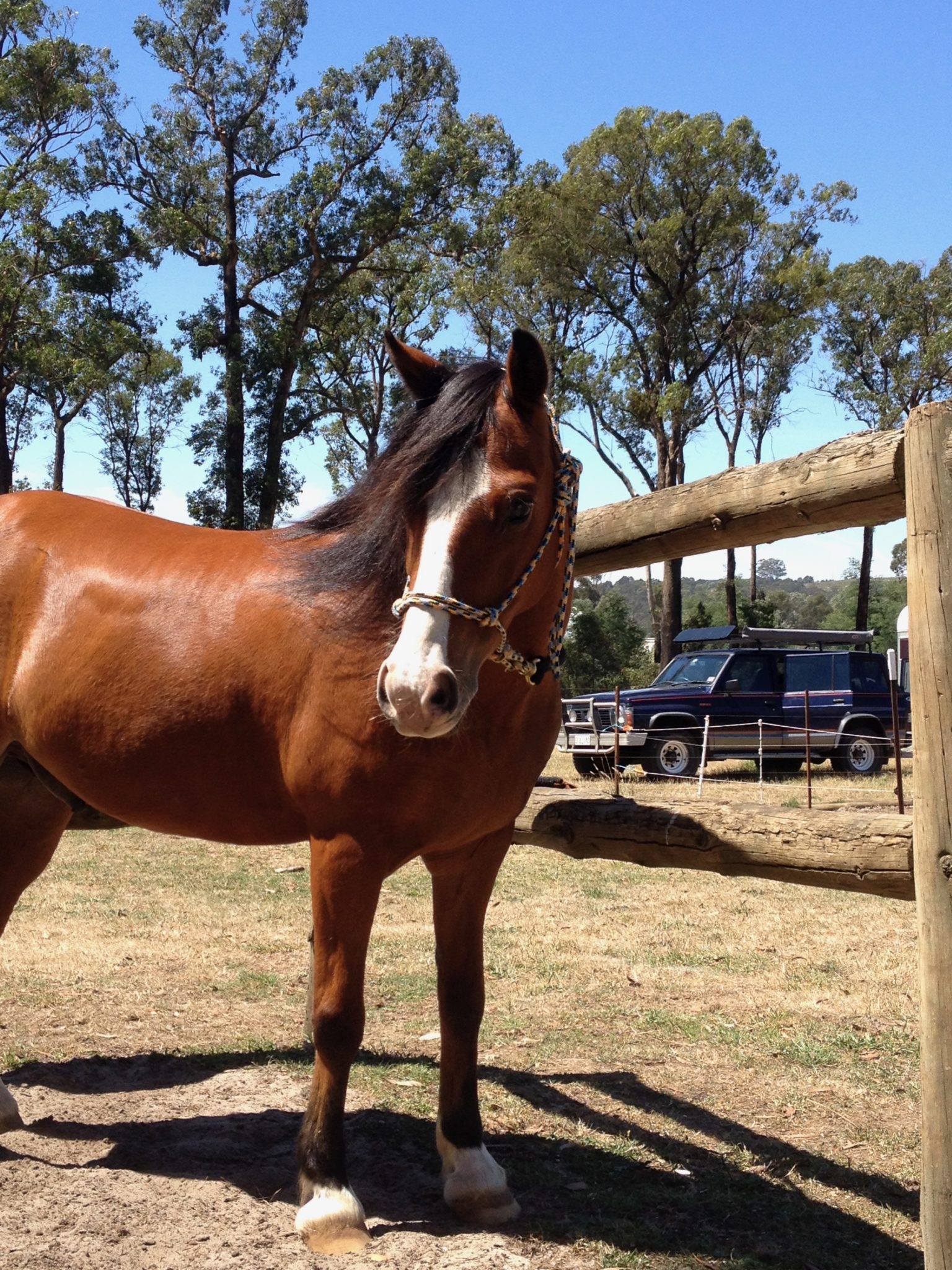 The Party Pony who is fast, brave and smart - Melbourne's Pony Parties