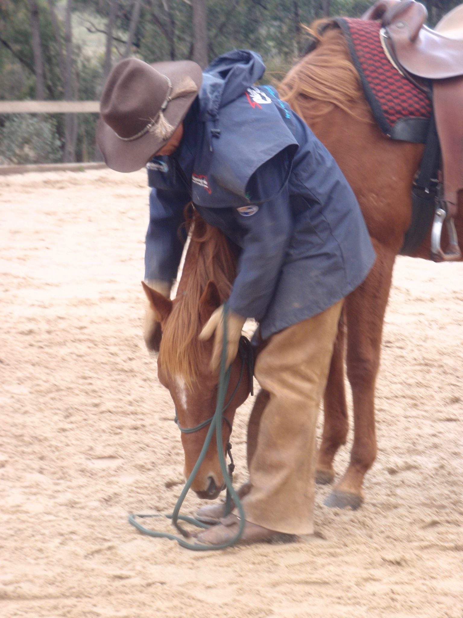 7 Valuable Reasons For Owning A Horse - Melbourne's Pony Parties