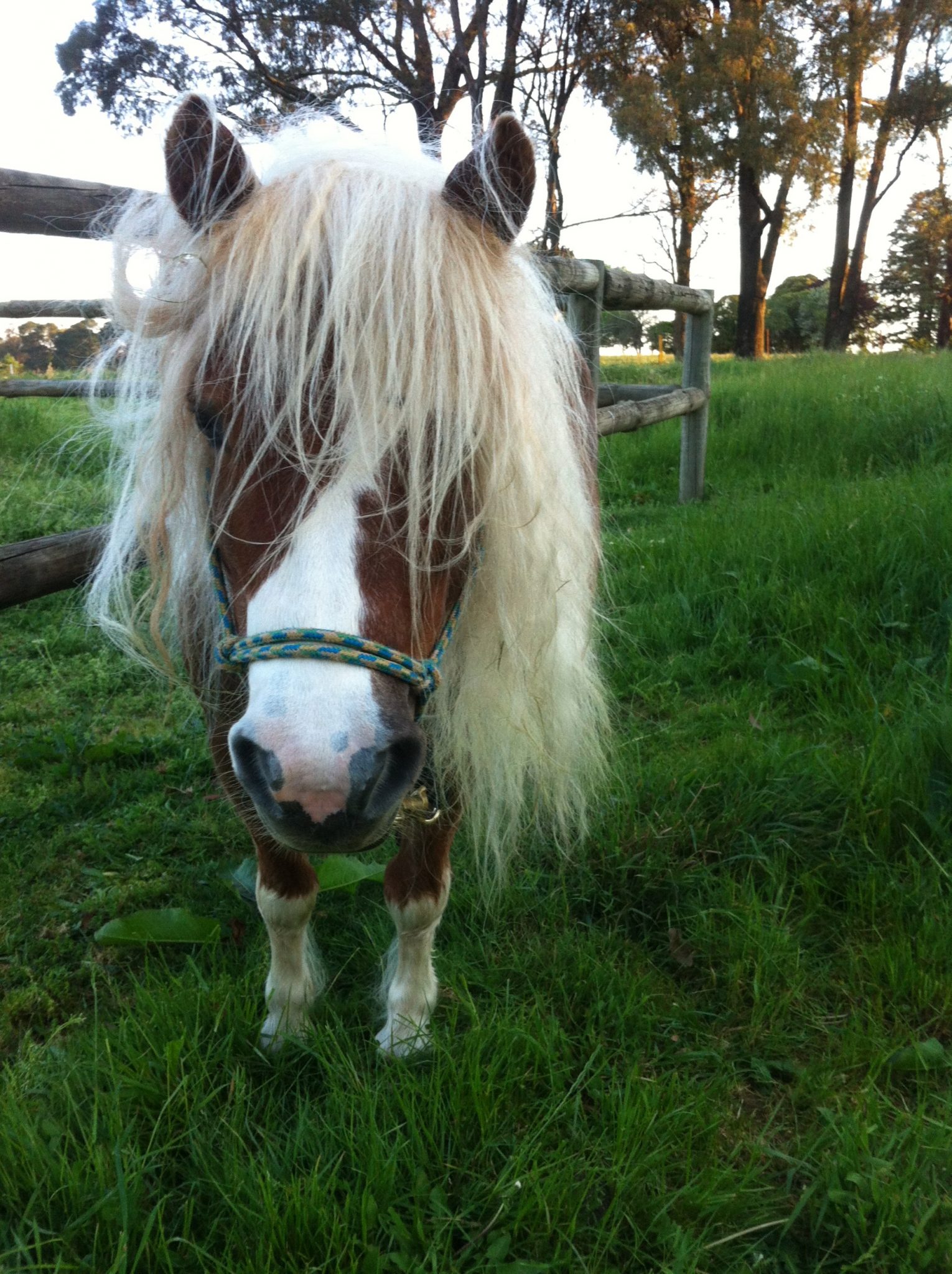 Shetland Pony reveals horsey-hair-care routine - Melbourne's Pony Parties